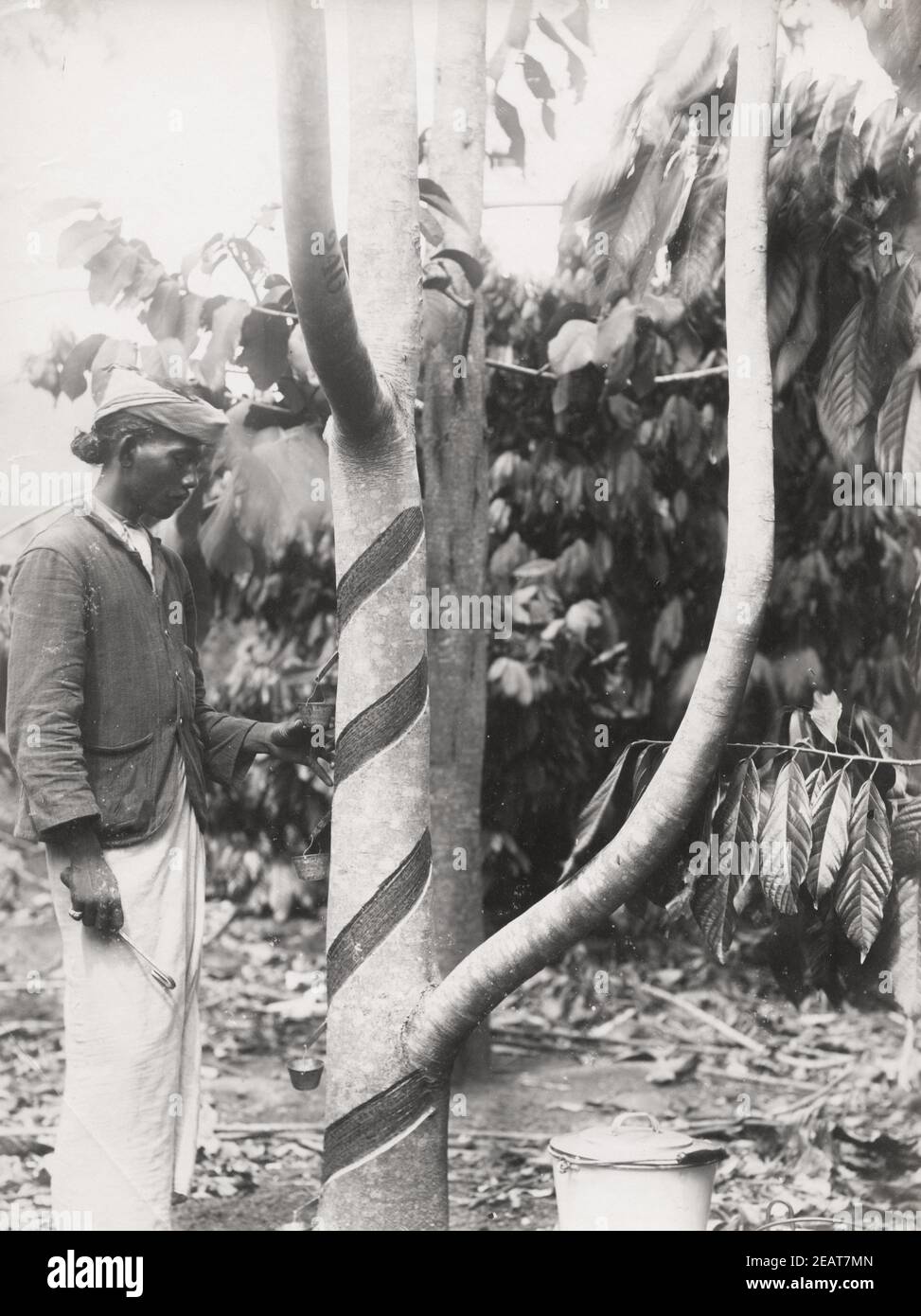 Late 19th century photograph: Tapping a tree for rubber ? likely Ceylon ...