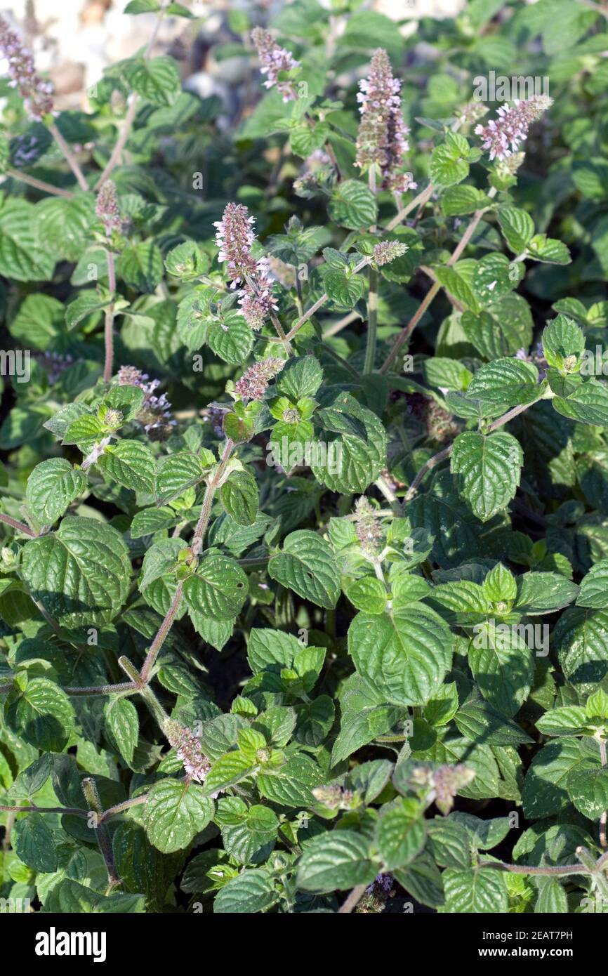 Mentha species hi-res stock photography and images - Alamy