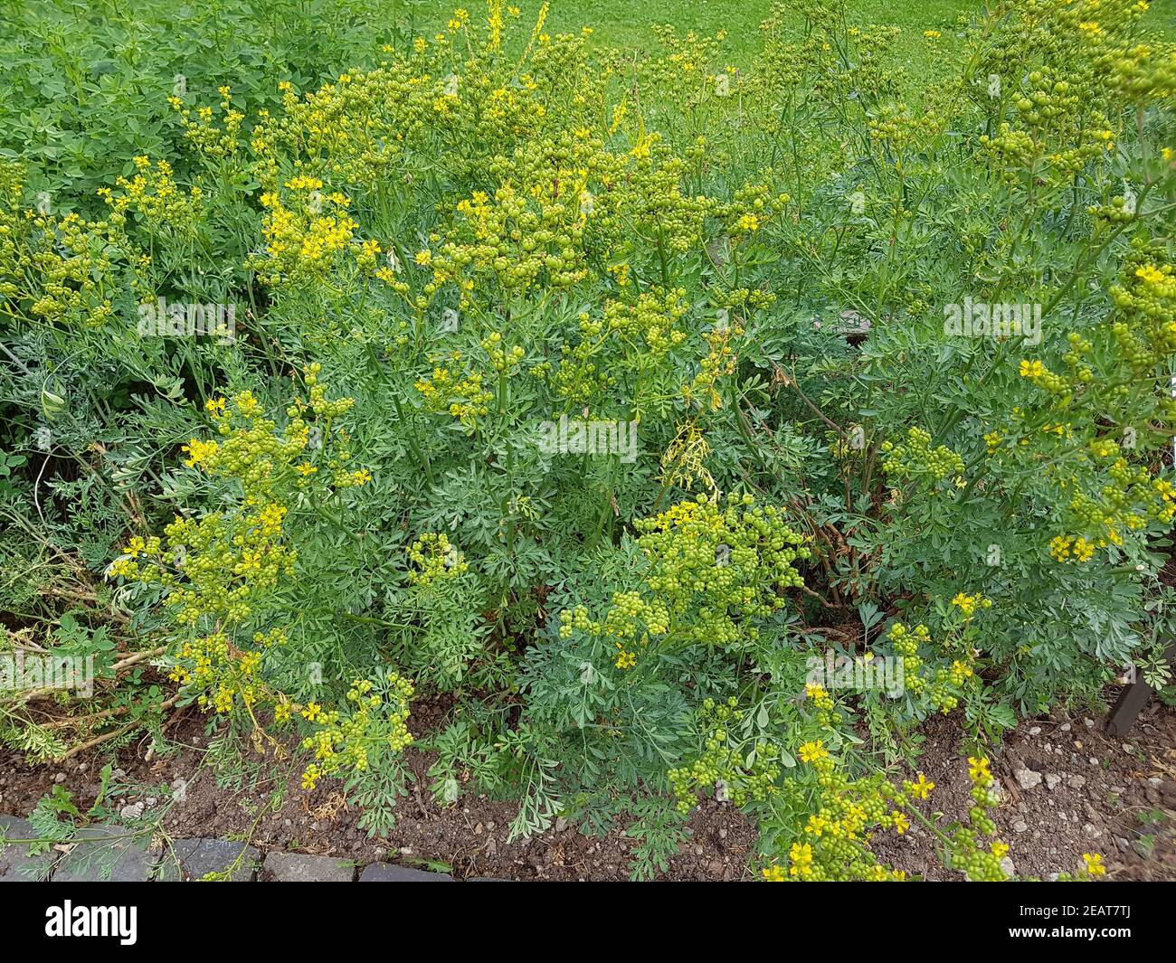 Weinraute, Ruta, graveolens, Raute, Kraeuterpflanze, Heilpflanze Stock ...