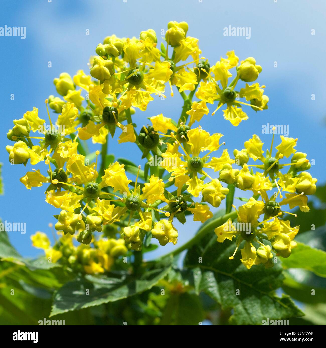 Weinraute, Ruta, graveolens, Raute Stock Photo - Alamy