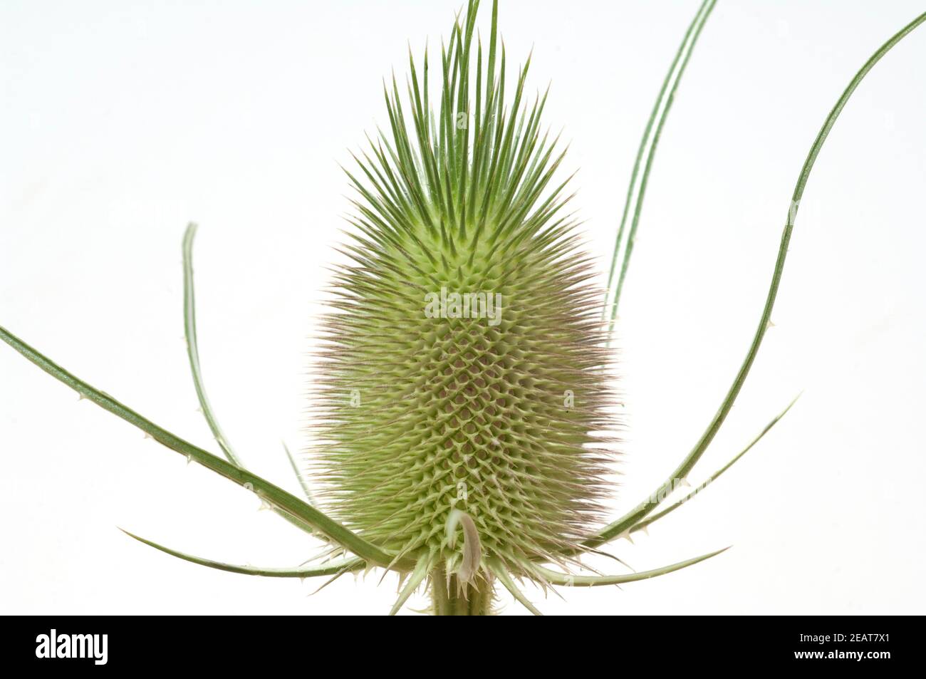 Weber karde hi-res stock photography and images - Alamy