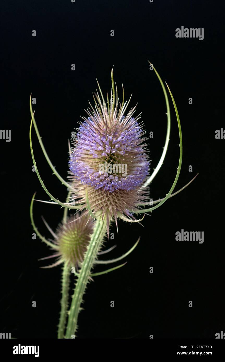 Weber karde hi-res stock photography and images - Alamy