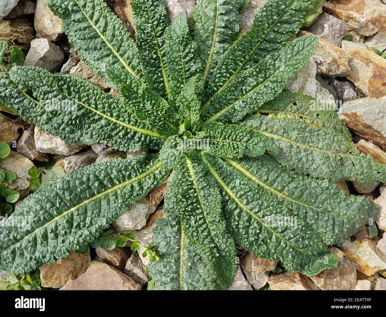 Weber karde hi-res stock photography and images - Alamy