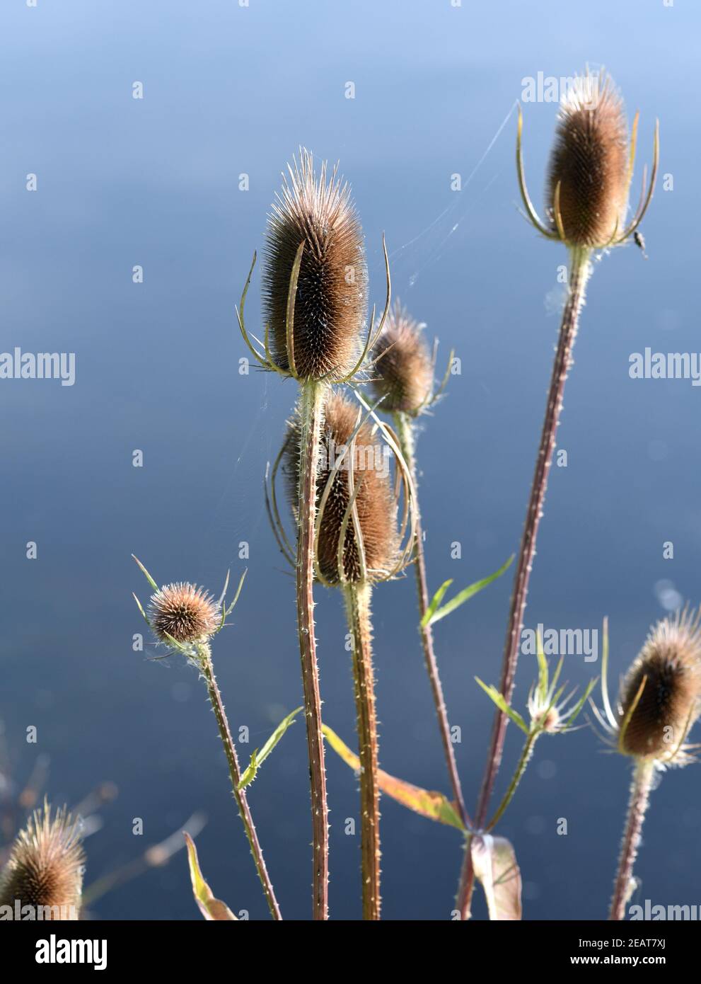 Karde hi-res stock photography and images - Alamy