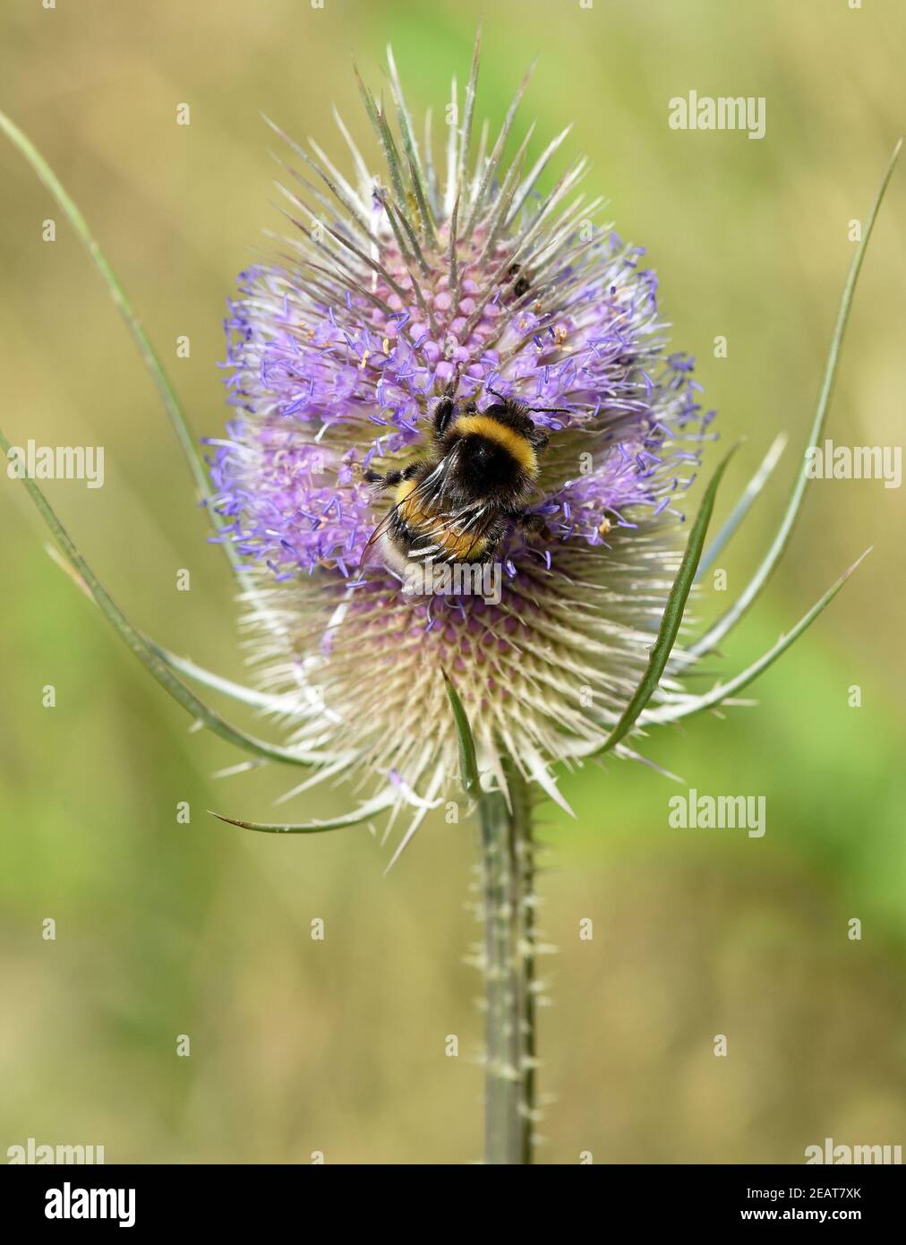 Karde hi-res stock photography and images - Alamy