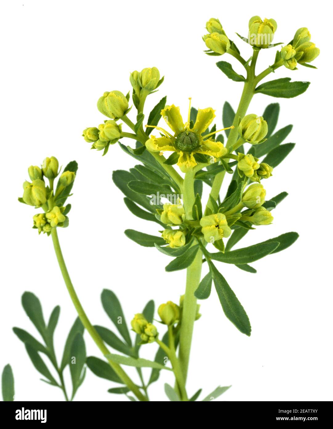 Weinraute, Ruta graveolens, Raute, Rauten, Kraeuterpflanze ...
