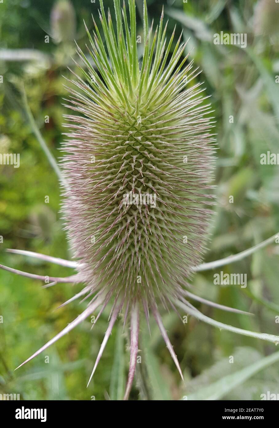 Kardendistel Dipsacus Karde Weber-Karde sativus fullonum Stock Photo ...