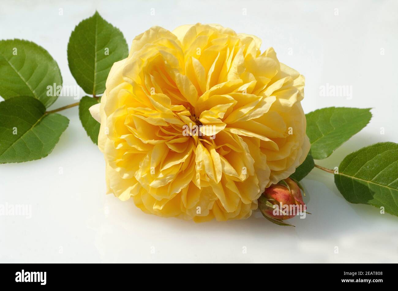 David austin white rose hi-res stock photography and images - Alamy