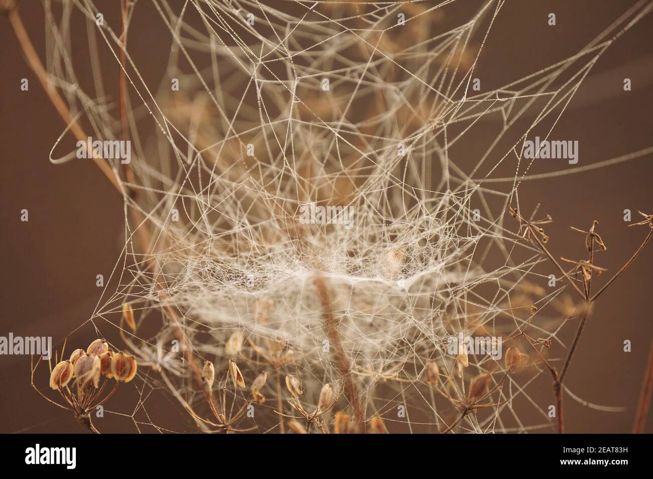 Outdoor spider web hi-res stock photography and images - Alamy