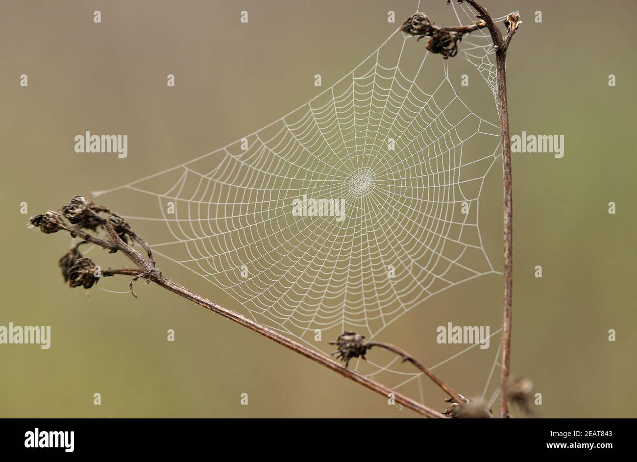 Spider texture hi-res stock photography and images - Alamy