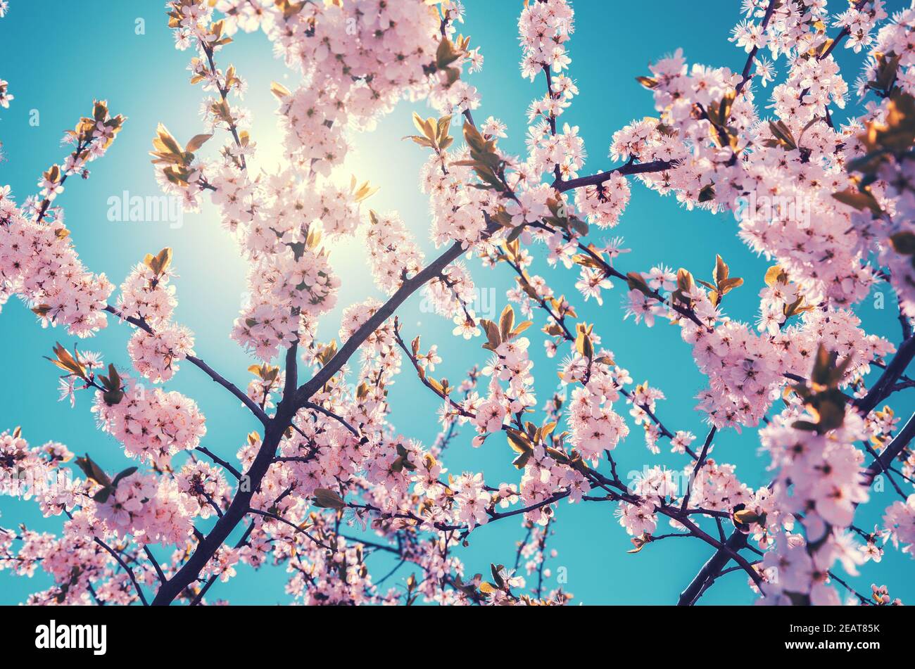 Cherry Blossom Tree Tumblr Background