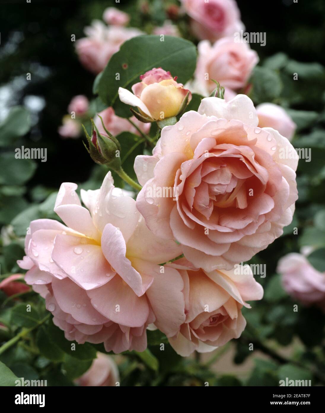 Rose rosa hero hi-res stock photography and images - Alamy
