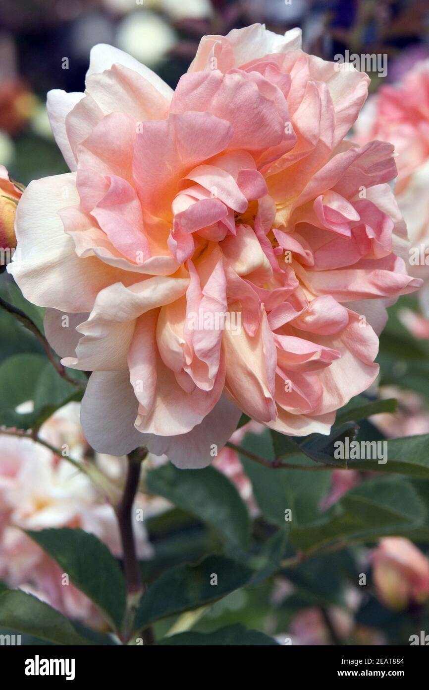 Englische strauchrose hi-res stock photography and images - Alamy