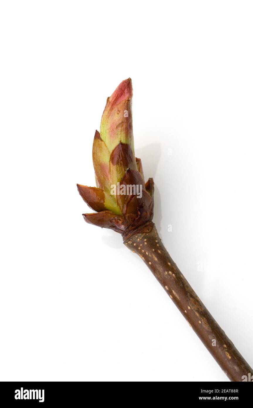Kastanienknospe hi-res stock photography and images - Alamy