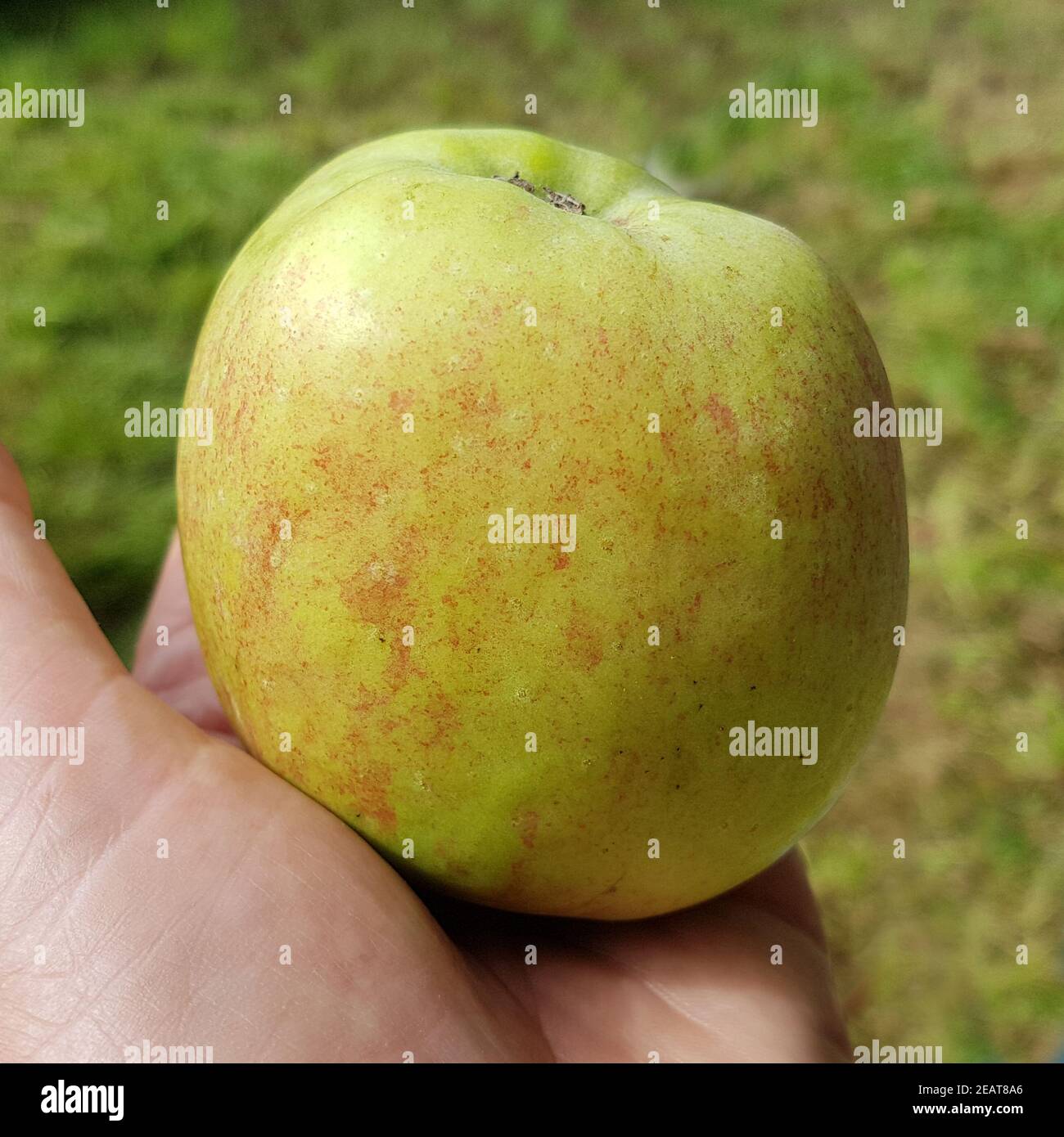 Old english medicinal plants hi-res stock photography and images - Alamy