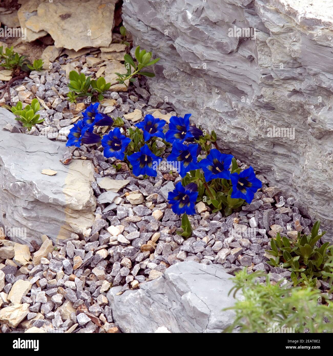Enzian Gentiana acaulis Stock Photo - Alamy