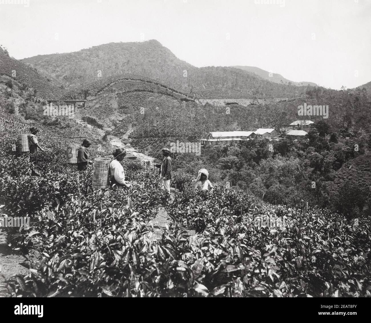 Late 19th century photograph: Workers picking tea, tea plantation ...