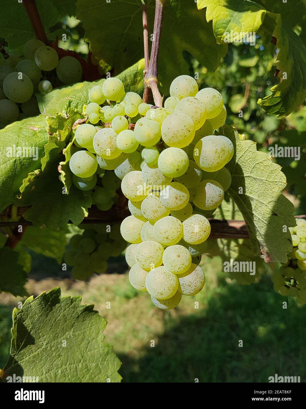 Weisse Traube High Resolution Stock Photography and Images - Alamy