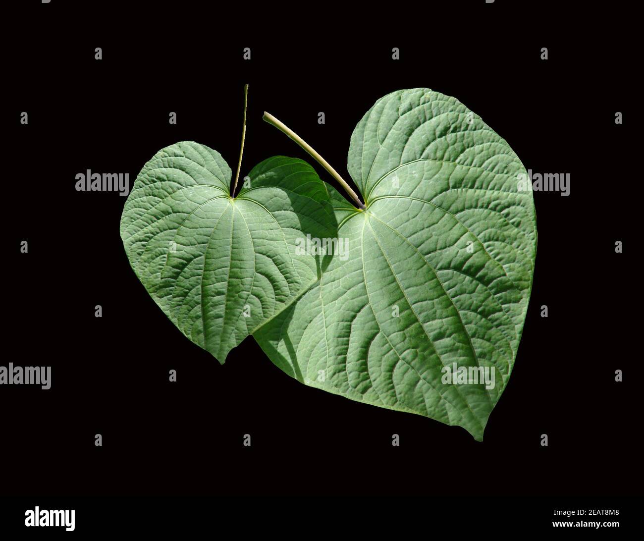 Kava pepper hi-res stock photography and images - Alamy