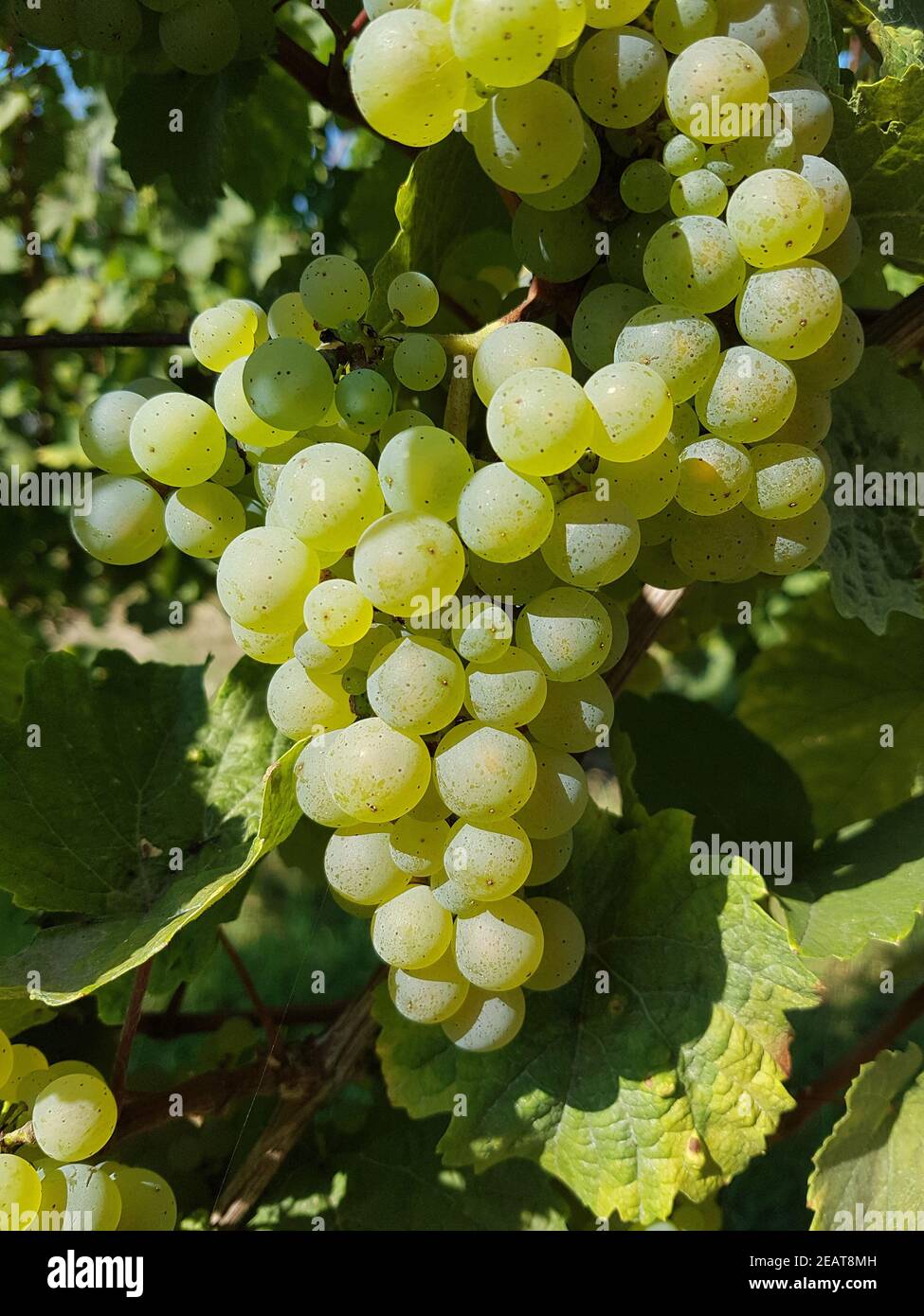Weisser, Riesling, Vitis, vinifera Stock Photo - Alamy
