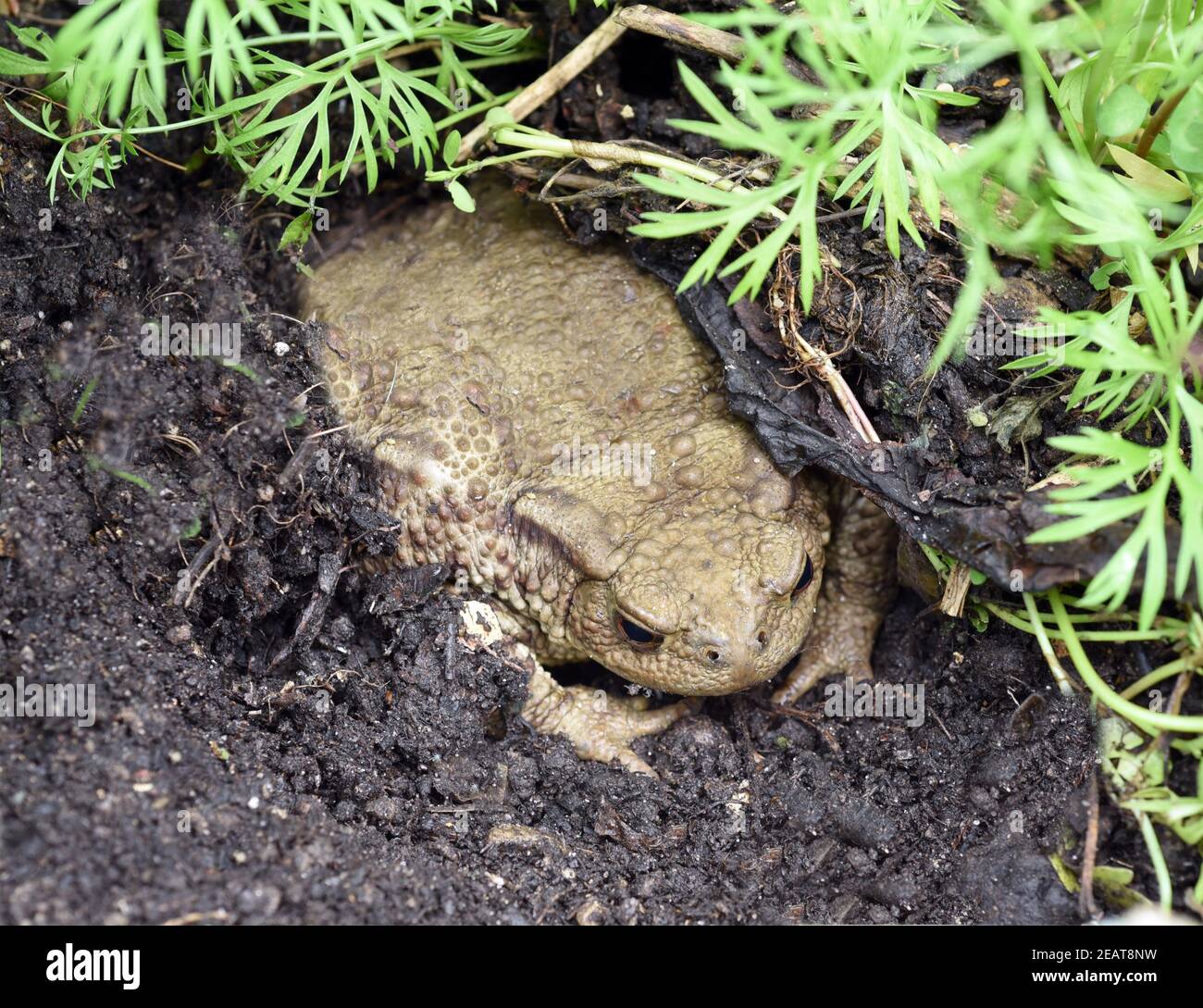 Amphibians Amphibie Amphibien Wildlife High Resolution Stock ...
