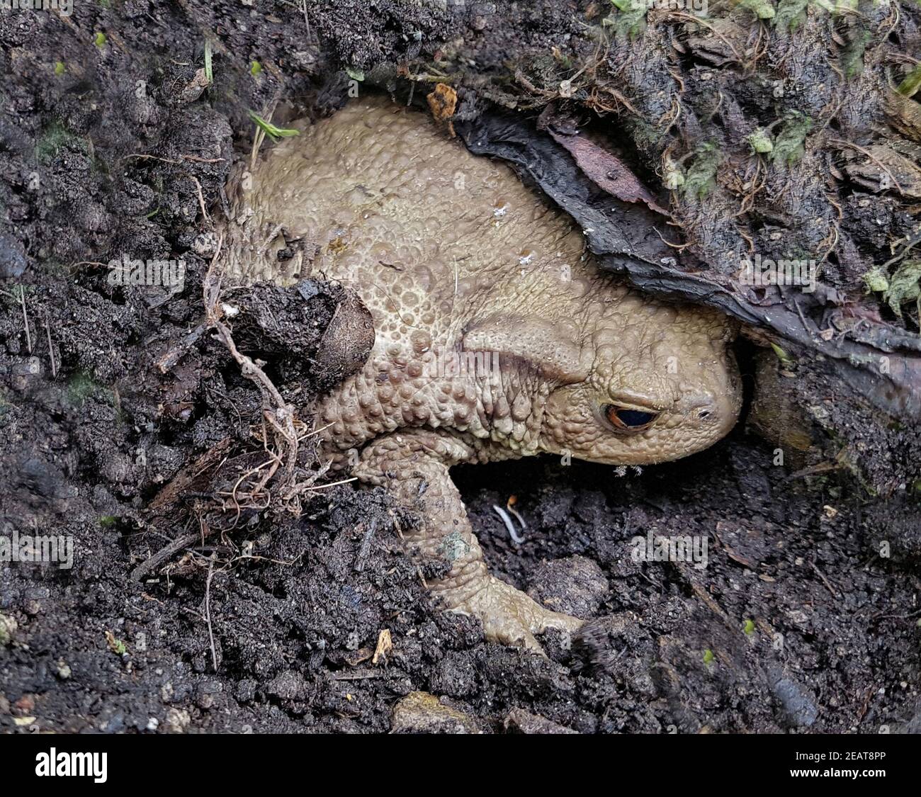Kroete, Bufo bufo, Erdkroete Stock Photo - Alamy
