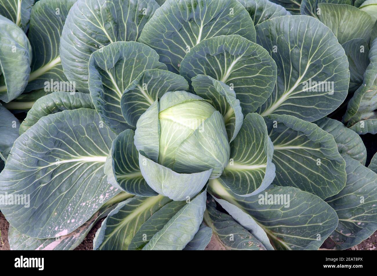 Weisskohl pflanze hi-res stock photography and images - Alamy