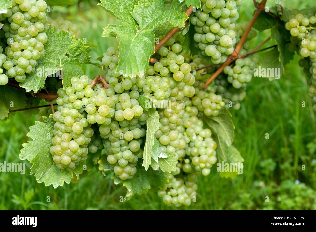 Weisse beere hi-res stock photography and images - Alamy
