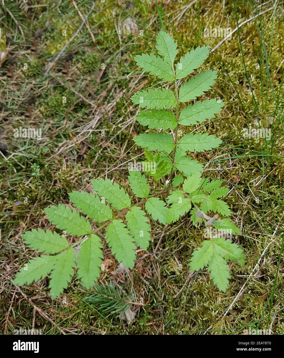 Esche hi-res stock photography and images - Alamy