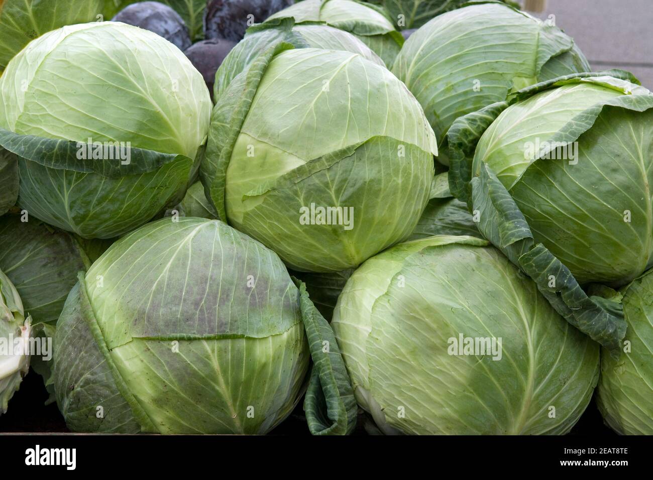 Weisskraut High Resolution Stock Photography and Images - Alamy