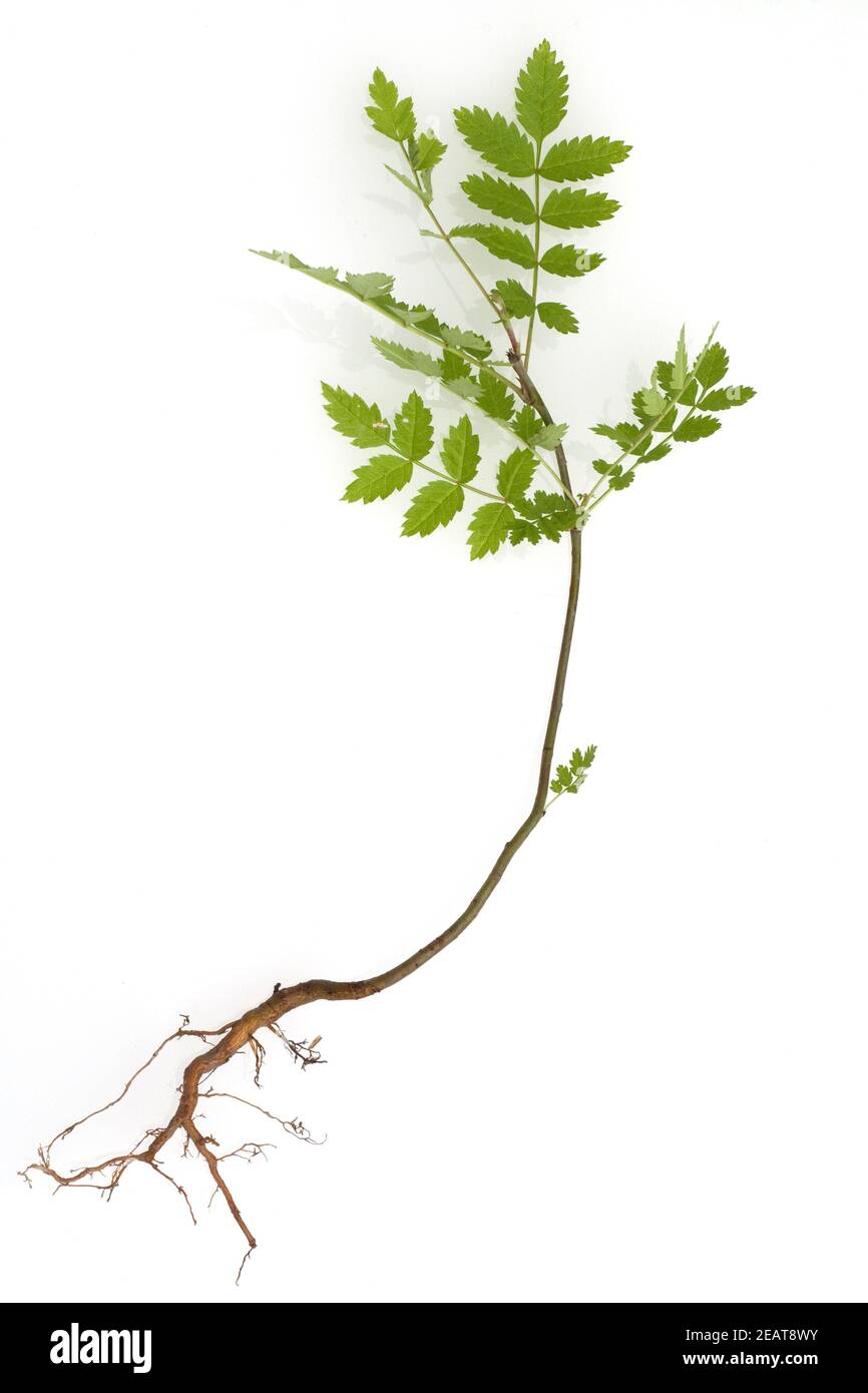 Eschenblaetter Cut Out Stock Images & Pictures - Alamy