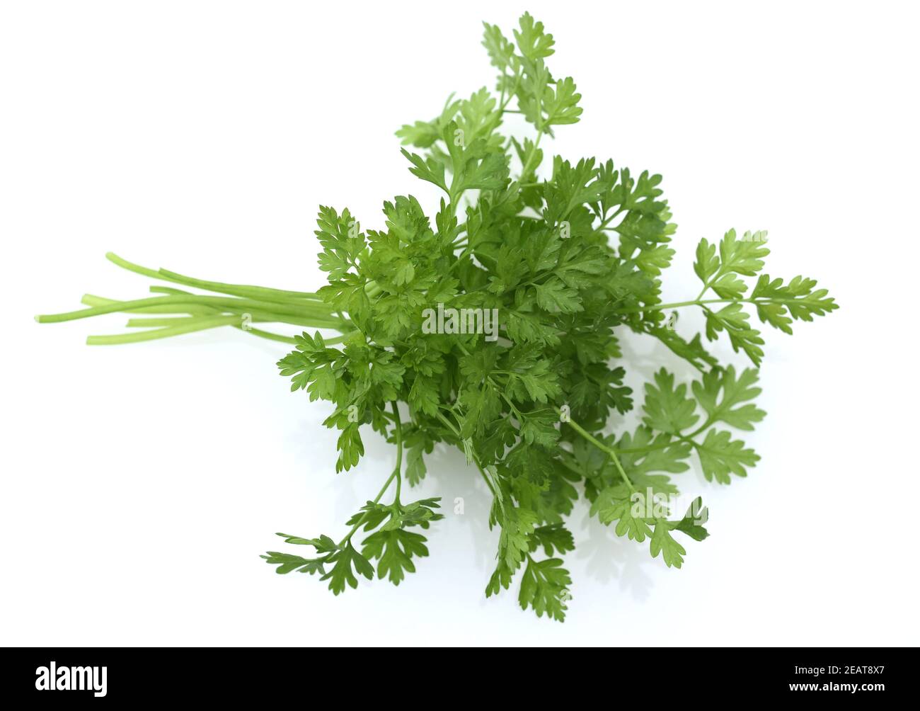 Chervil anthriscus Cut Out Stock Images & Pictures - Alamy