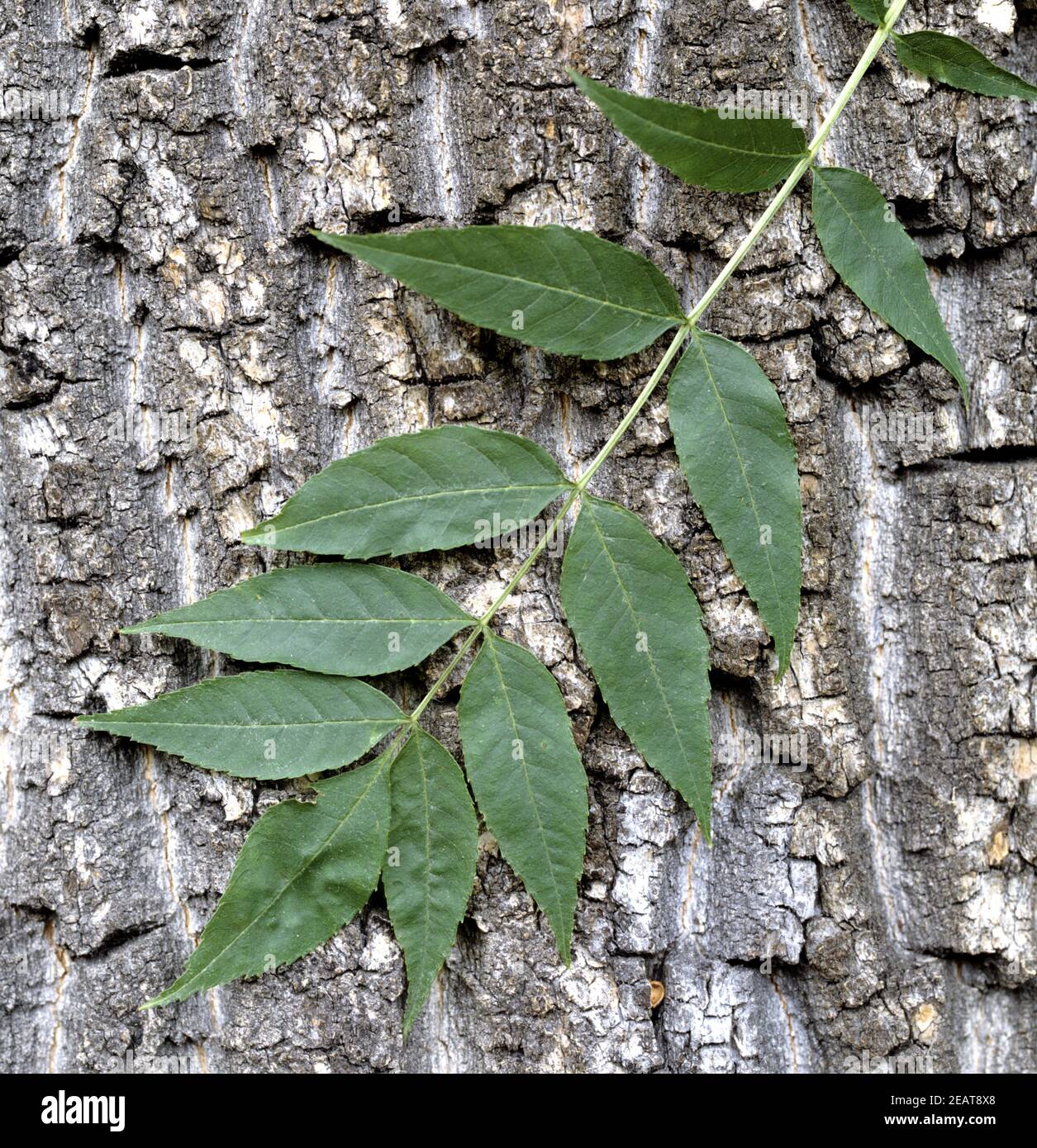 Gemeine esche (fraxinus excelsior) hi-res stock photography and images ...