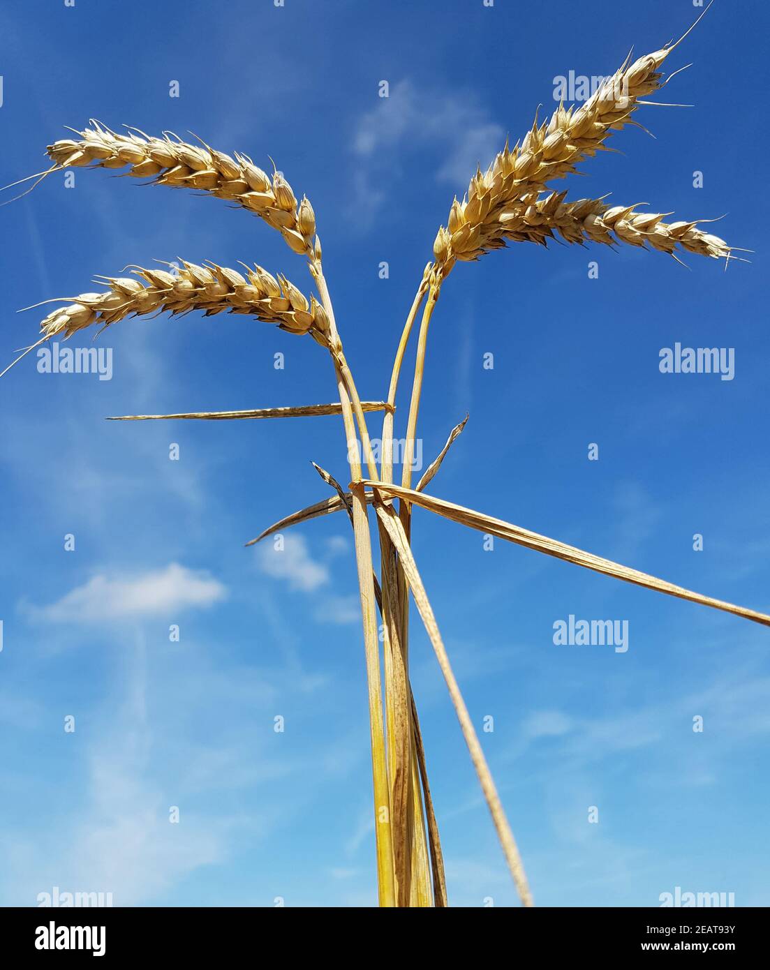 Weizen hre hi-res stock photography and images - Alamy