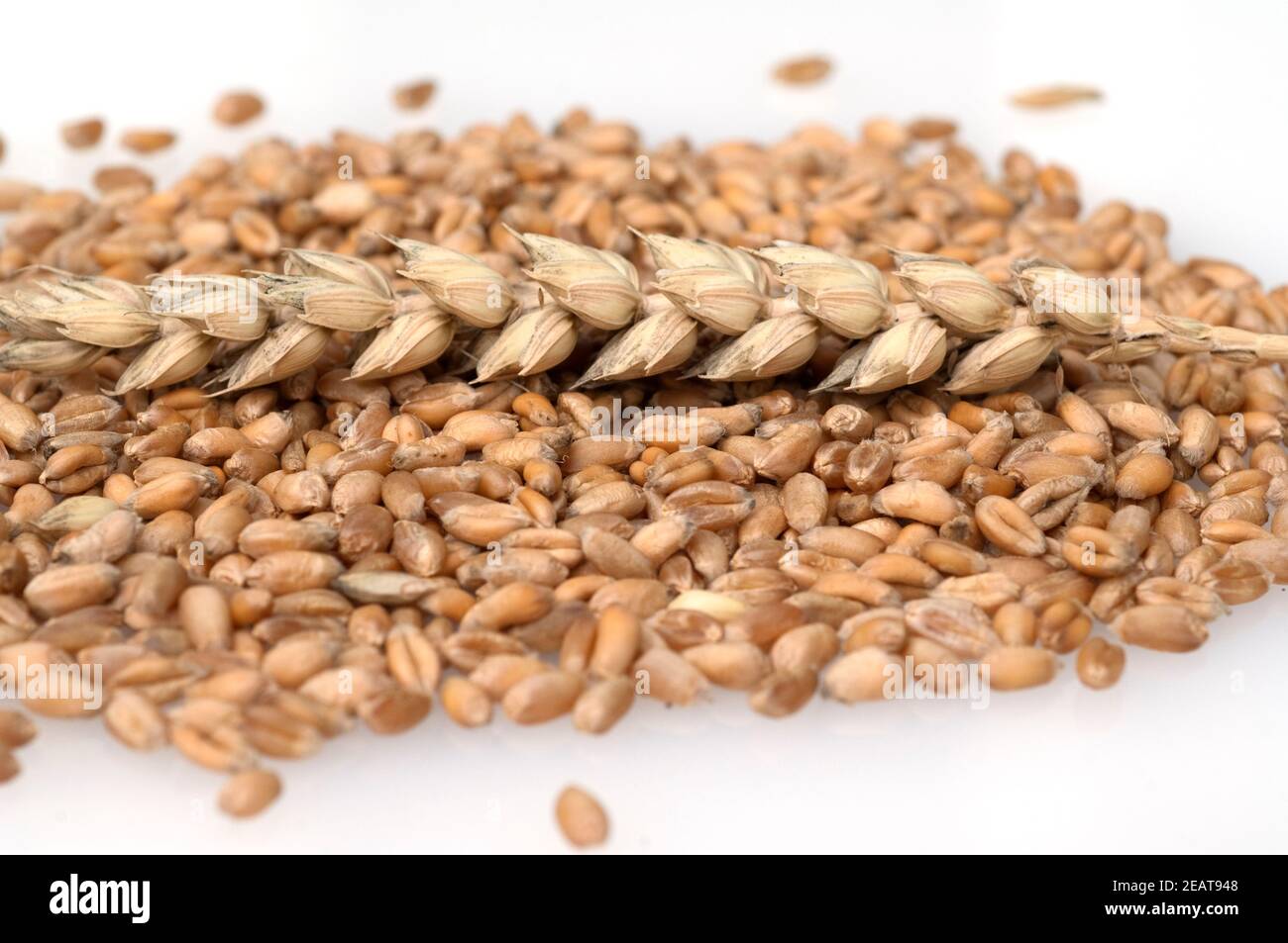 Weizenaehren hi-res stock photography and images - Alamy