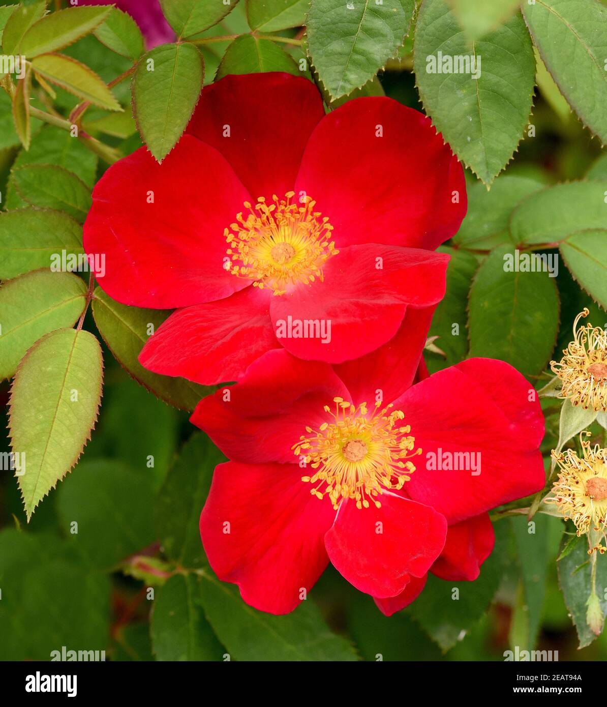 Rosa gallica hi-res stock photography and images - Alamy