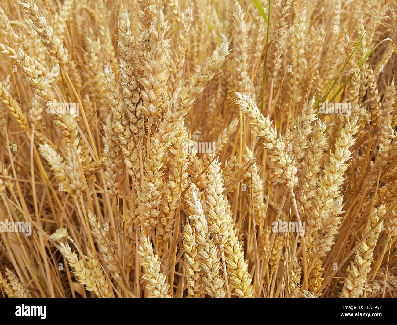 Weizen hre hi-res stock photography and images - Alamy