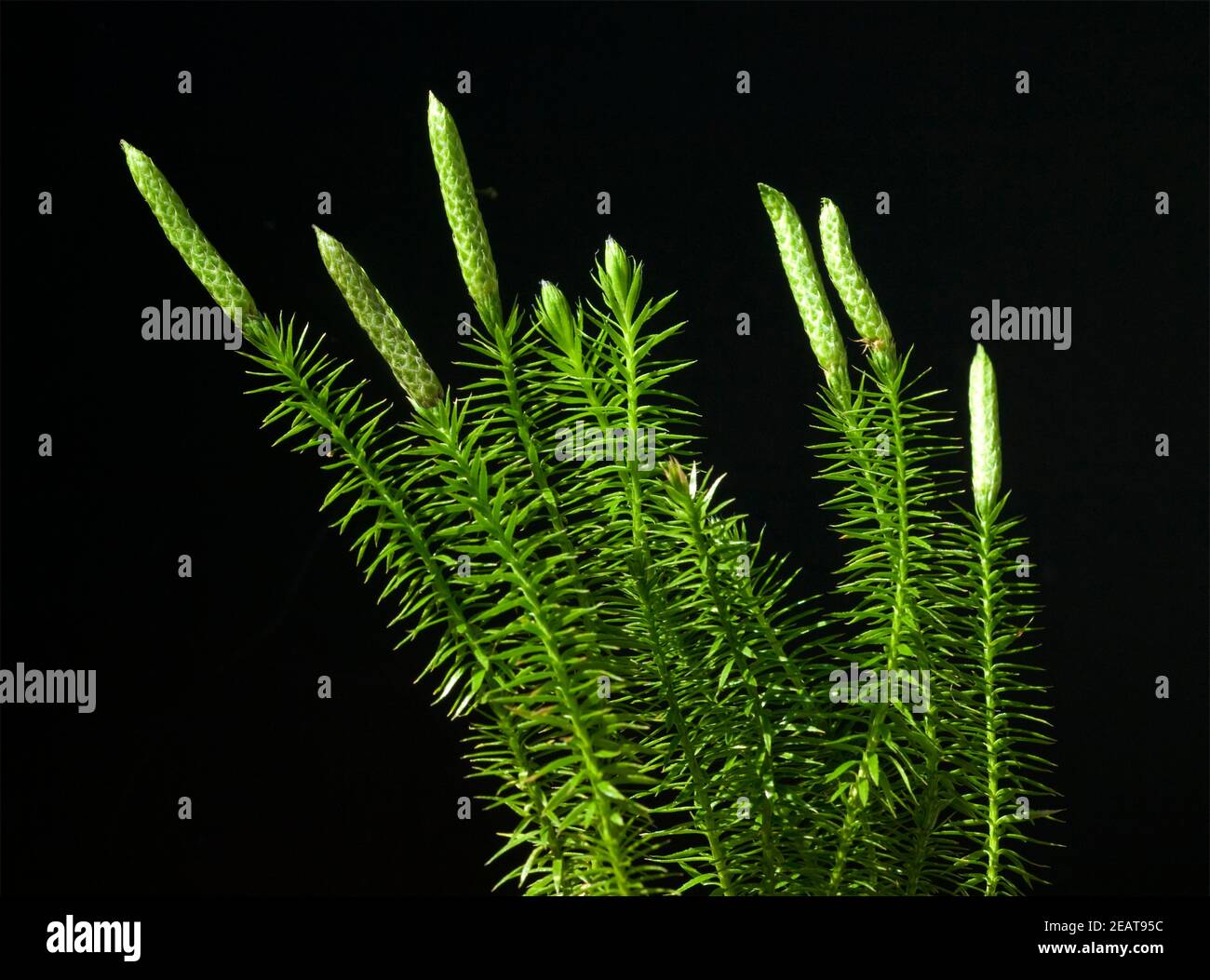 Lycopodium clavatum hi-res stock photography and images - Alamy