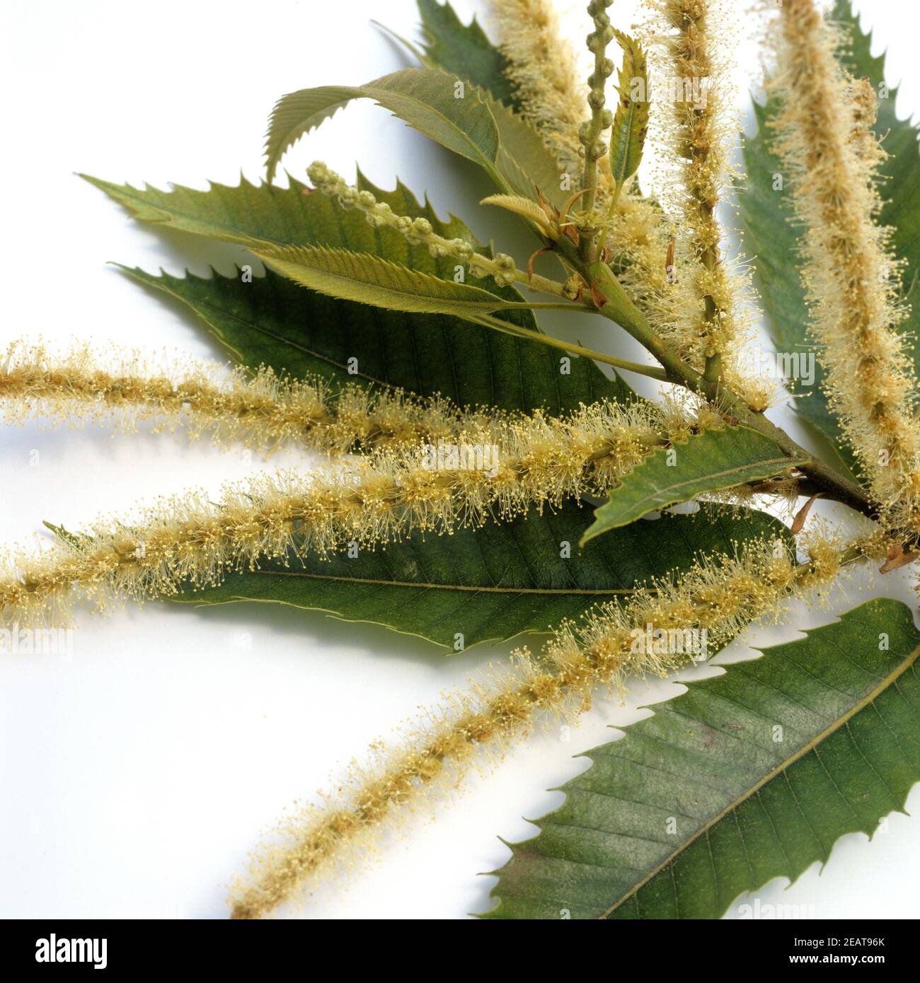 Edelkastanie, Castanea sativa Stock Photo - Alamy