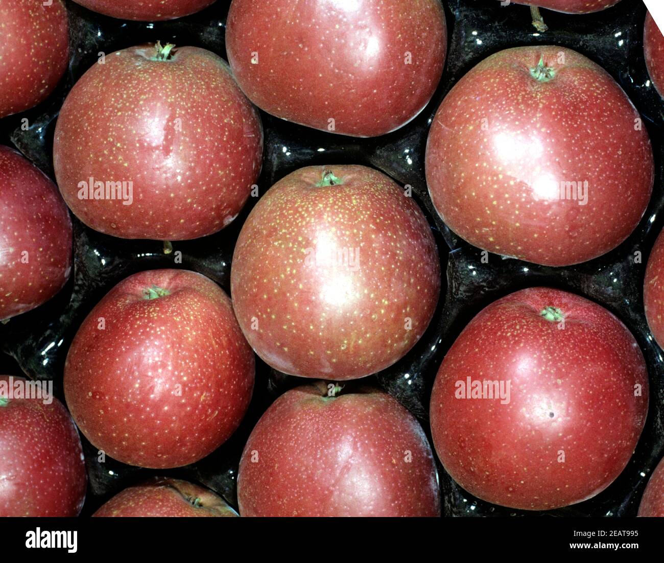 Apfelbaum rot hi-res stock photography and images - Alamy