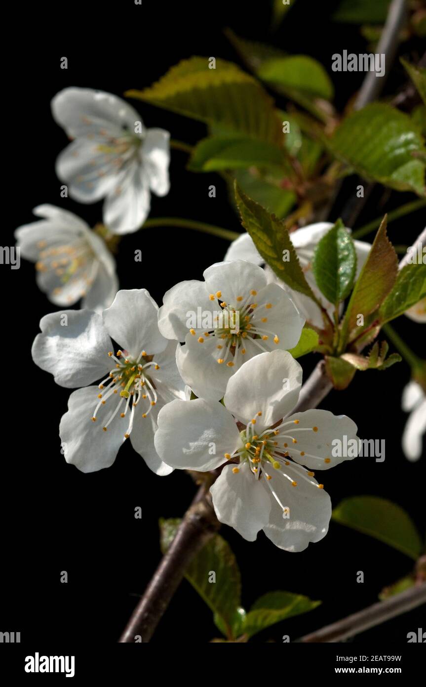 Prunus kirsche hi-res stock photography and images - Alamy