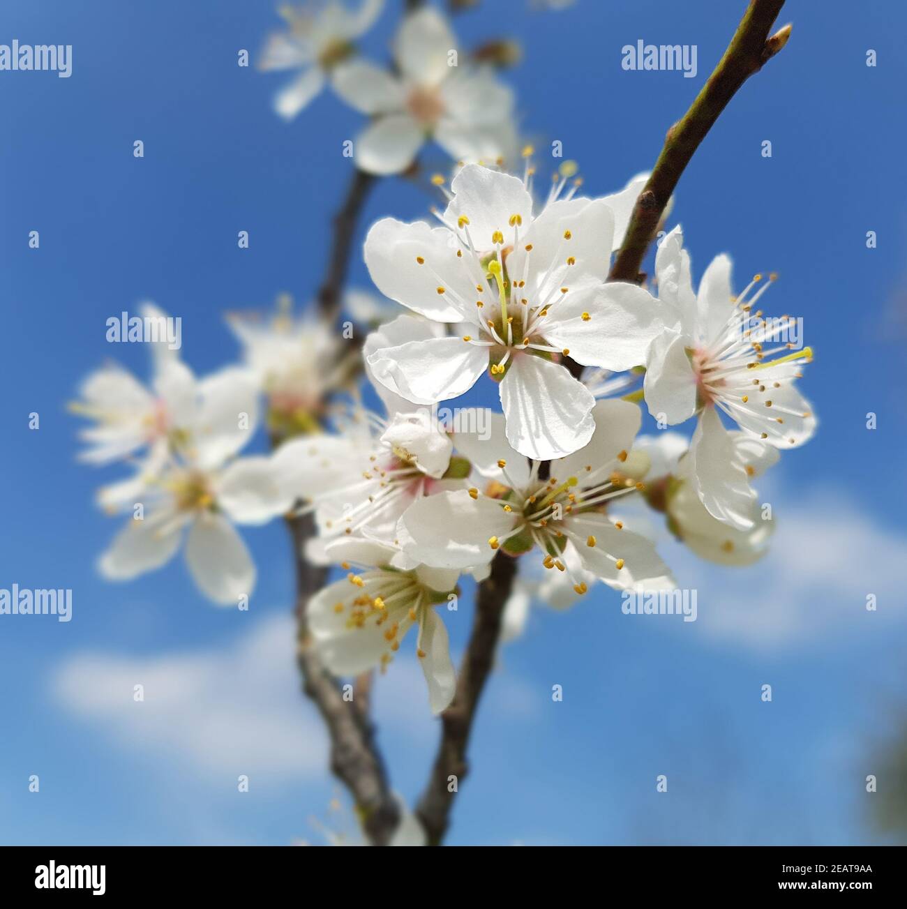 Kirschpflaume, Prunus, cerasifera Stock Photo - Alamy