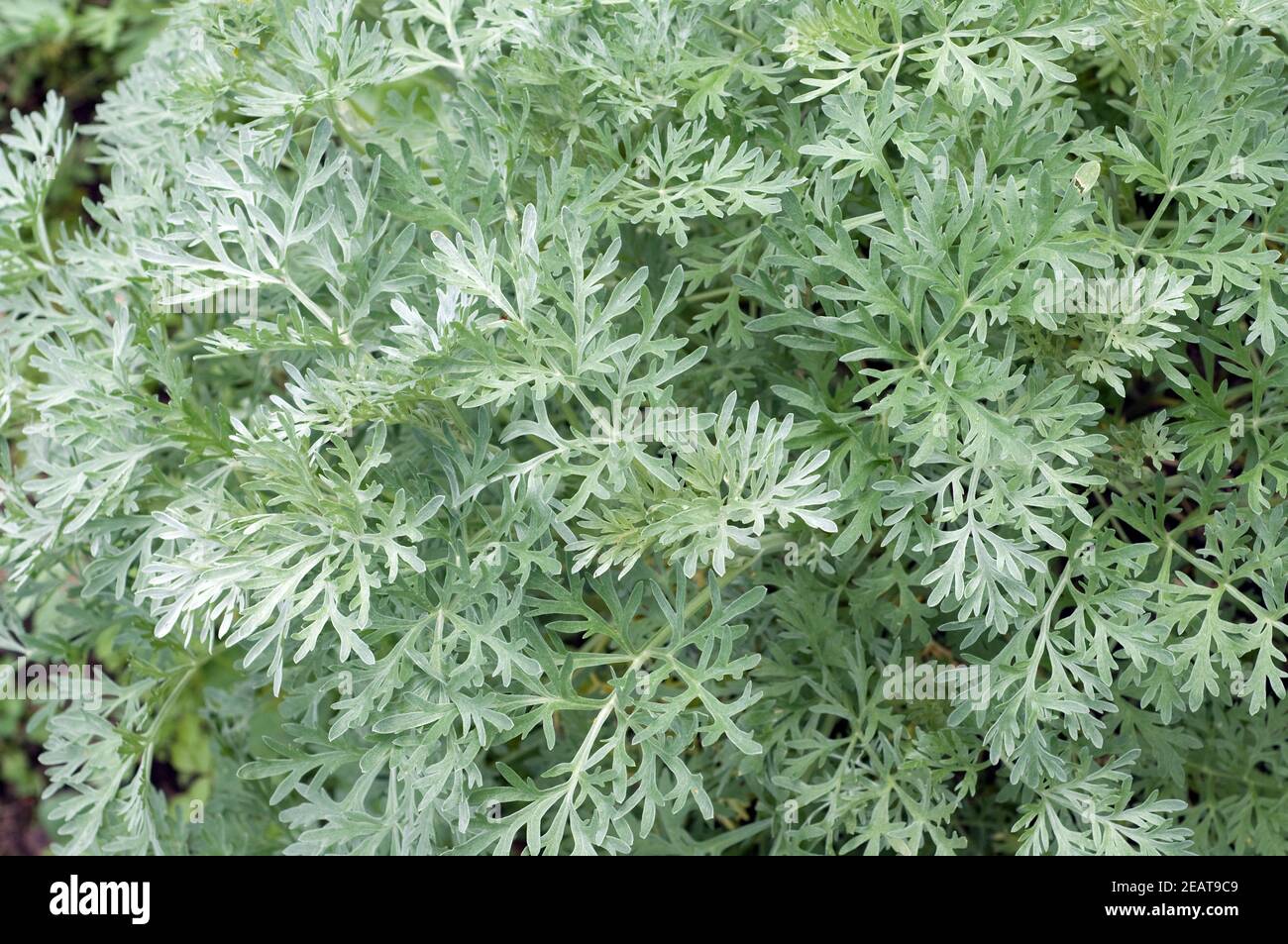Artemisia absinthium hi-res stock photography and images - Alamy