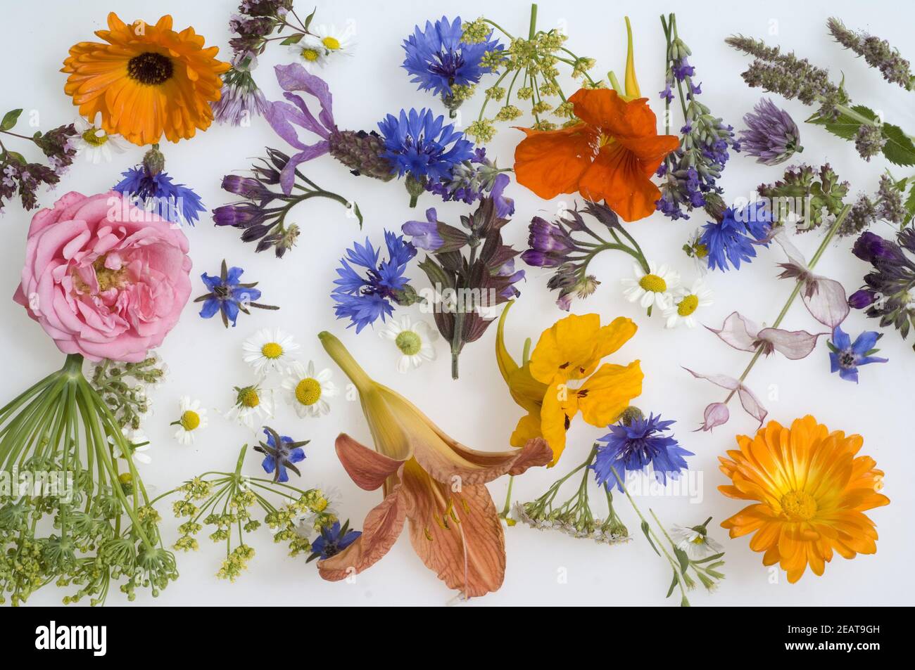 essbare Blueten, Essblueten Stock Photo - Alamy