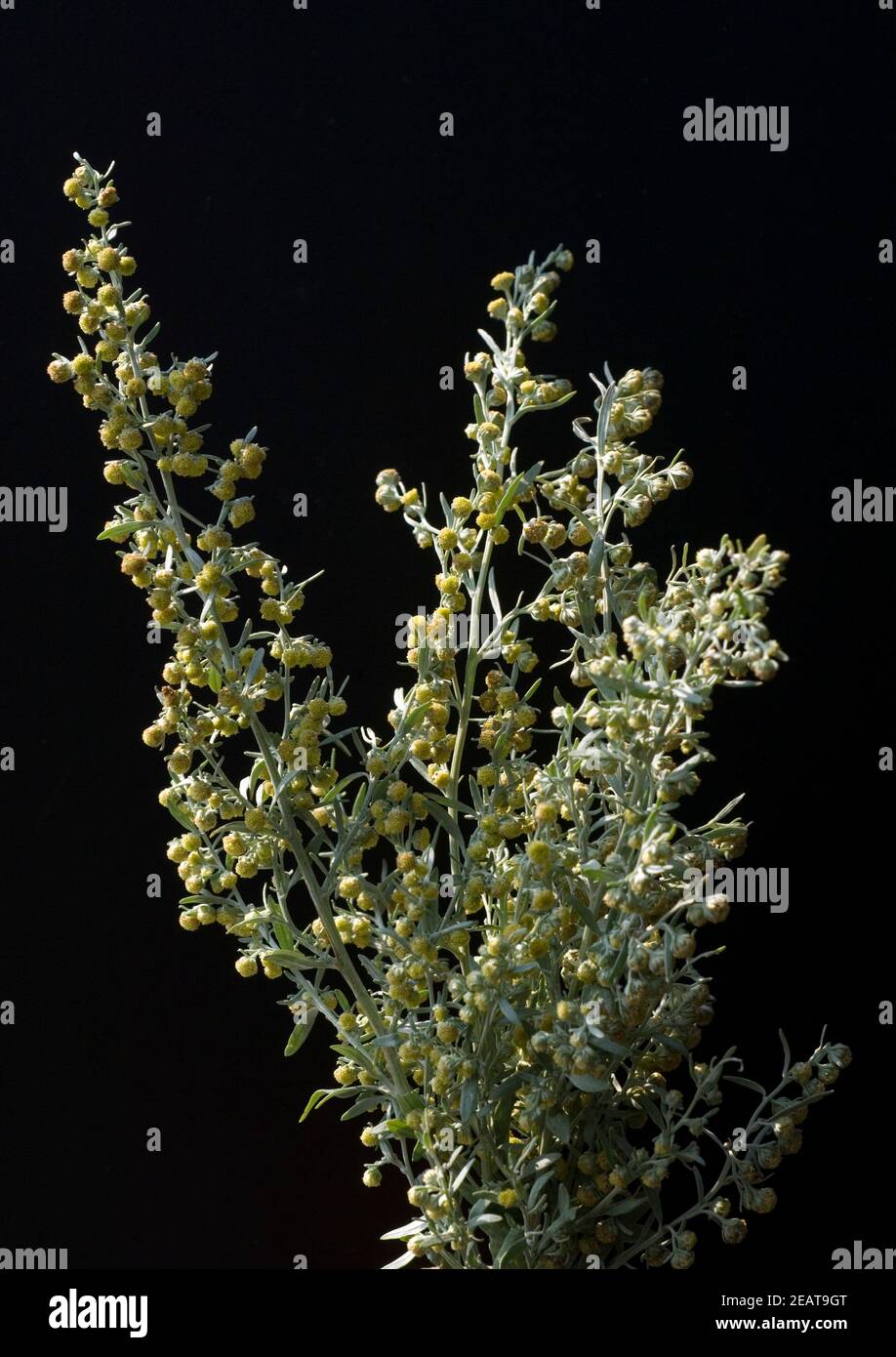 Wermutbluete hi-res stock photography and images - Alamy