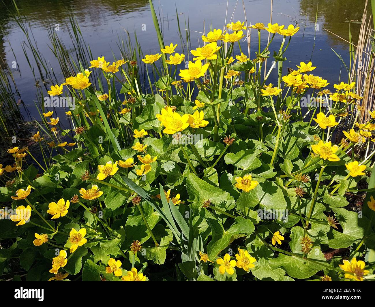 Gelbe sumpfdotterblume hi-res stock photography and images - Alamy