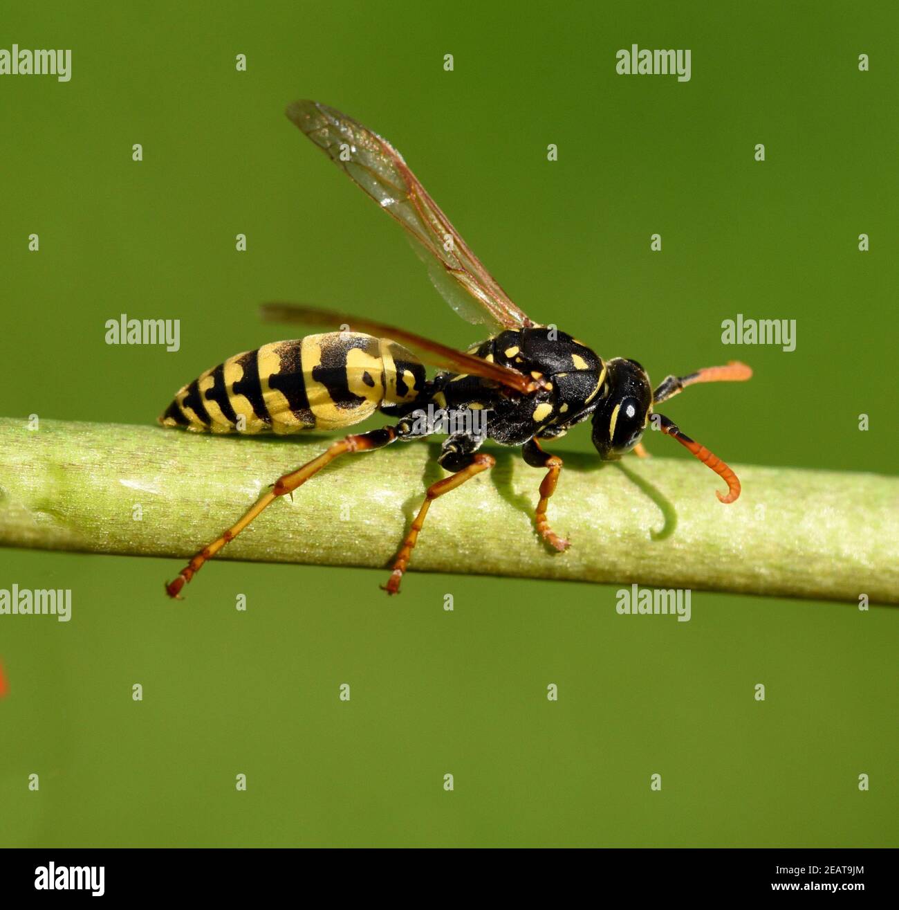 Wespe, Vespula germanica Stock Photo - Alamy