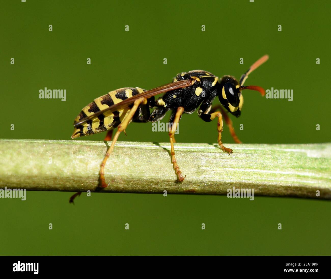 Echte wespen hi-res stock photography and images - Alamy