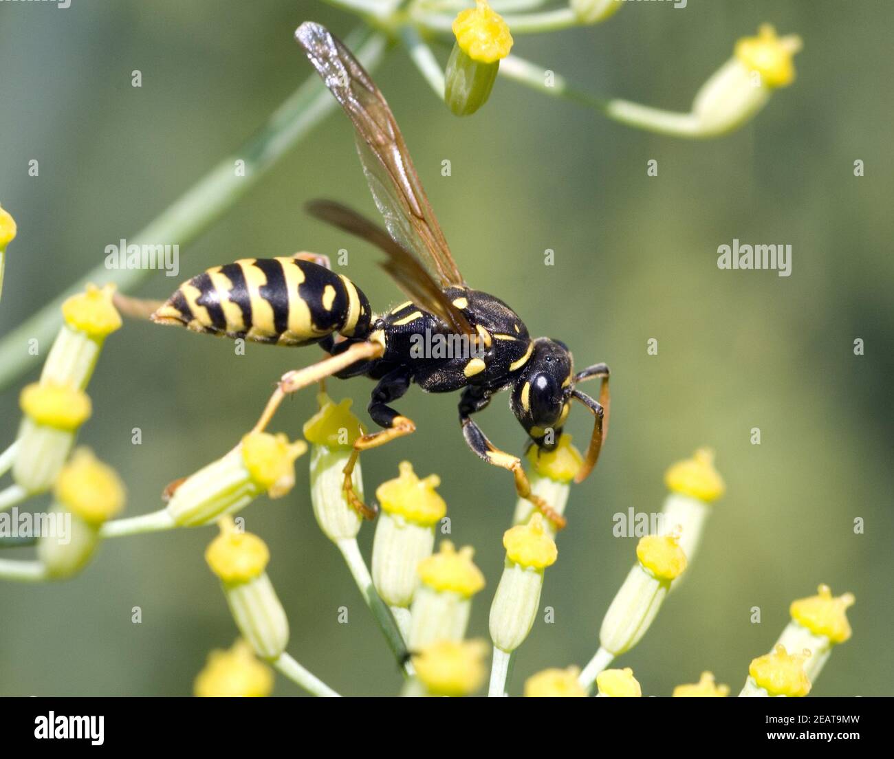 Wespe, Vespula, germanica Stock Photo - Alamy