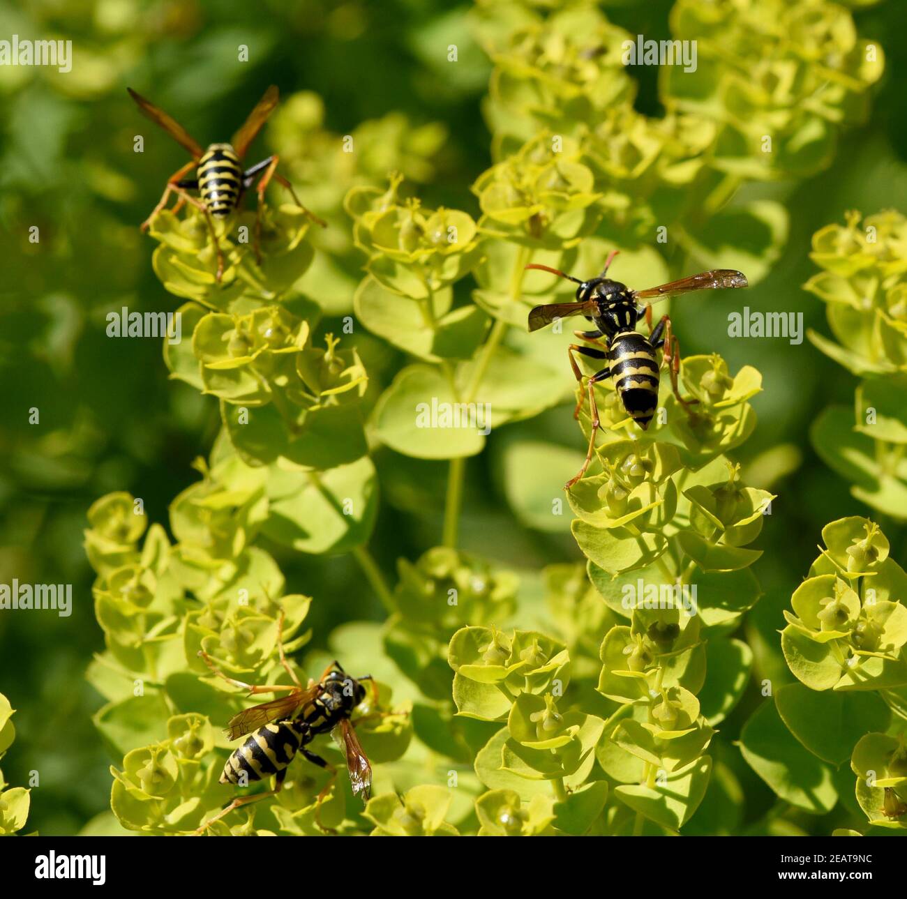 Echte wespen hi-res stock photography and images - Alamy